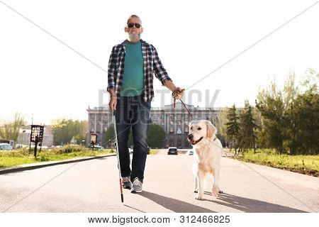 Guide Dog Helping Image & Photo (Free Trial) | Bigstock
