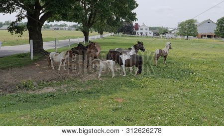 Horses, Ponies Image & Photo (Free Trial) | Bigstock