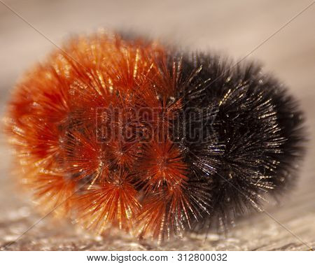 Woolly Bear Image & Photo (Free Trial) | Bigstock