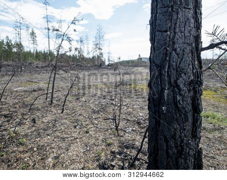 Forest Fire Aftermath Image & Photo (Free Trial) | Bigstock