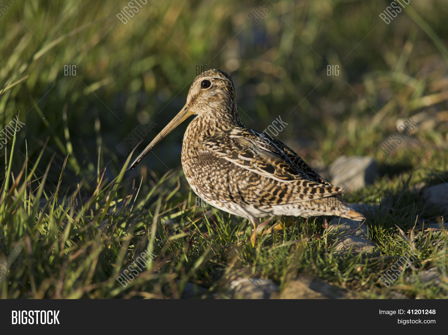 South American Snipe Image & Photo (Free Trial) | Bigstock
