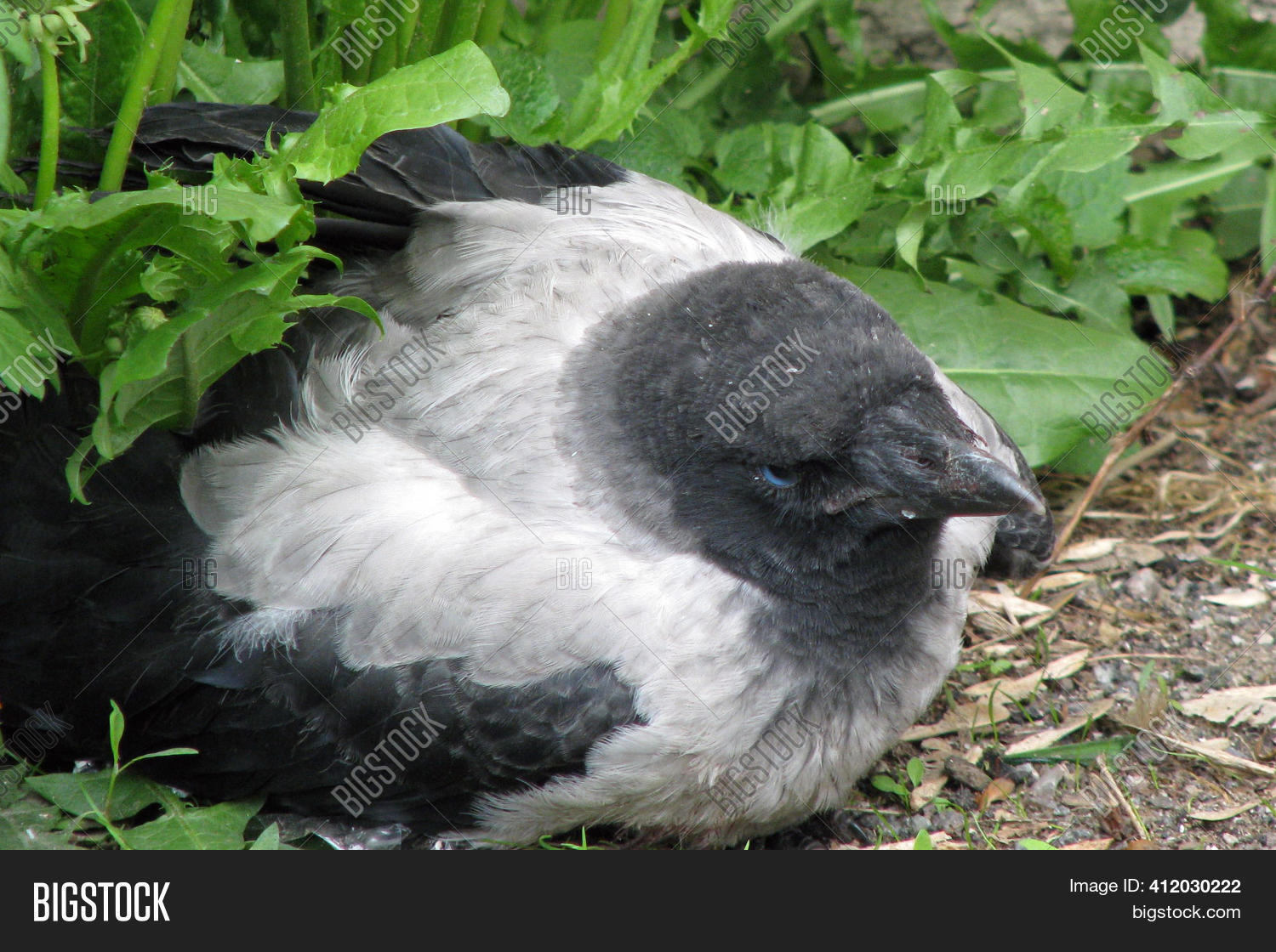Sick Crow Sitting On Image & Photo (Free Trial) | Bigstock