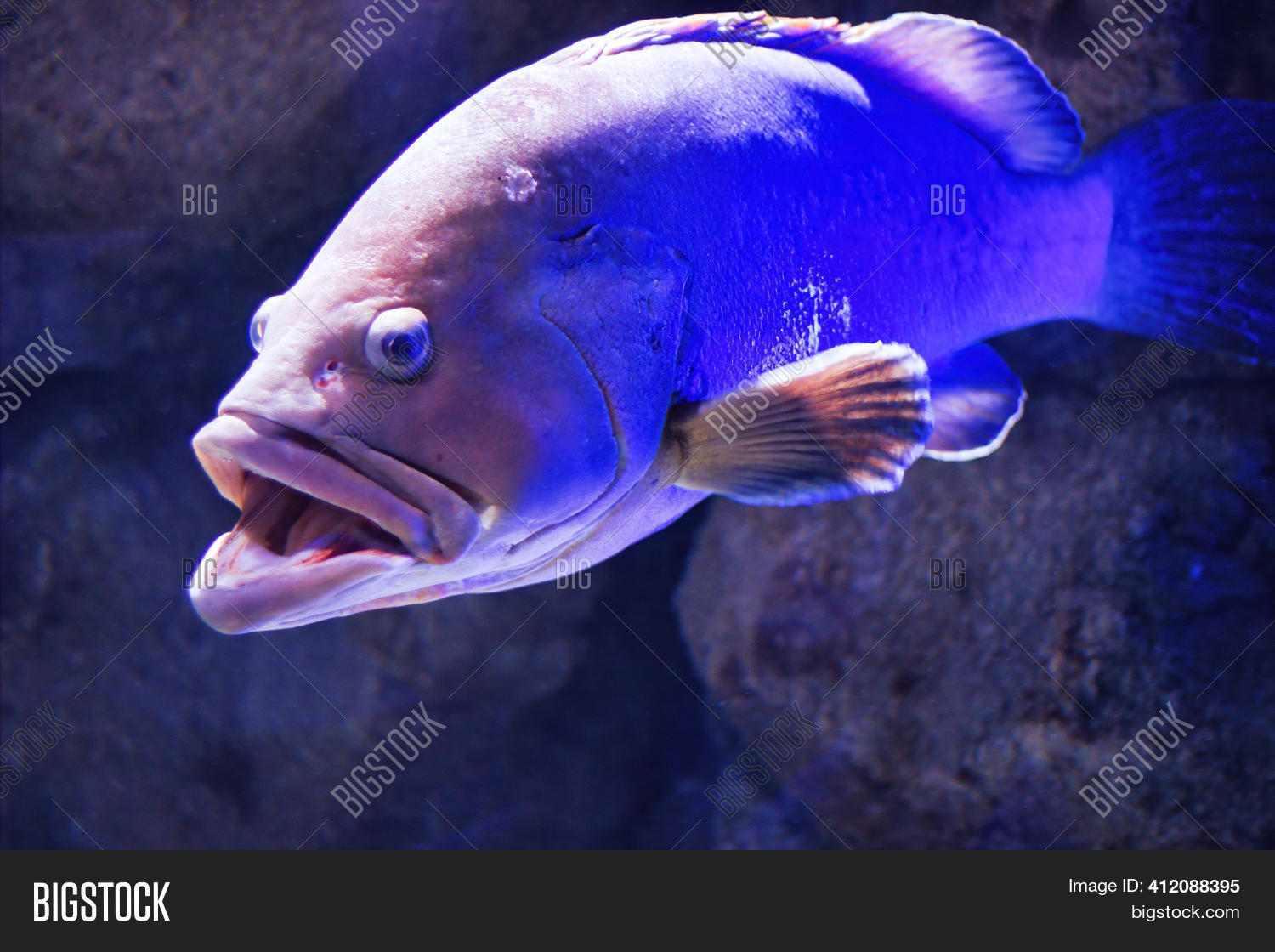 Big Fish Swimming Image & Photo (Free Trial) | Bigstock