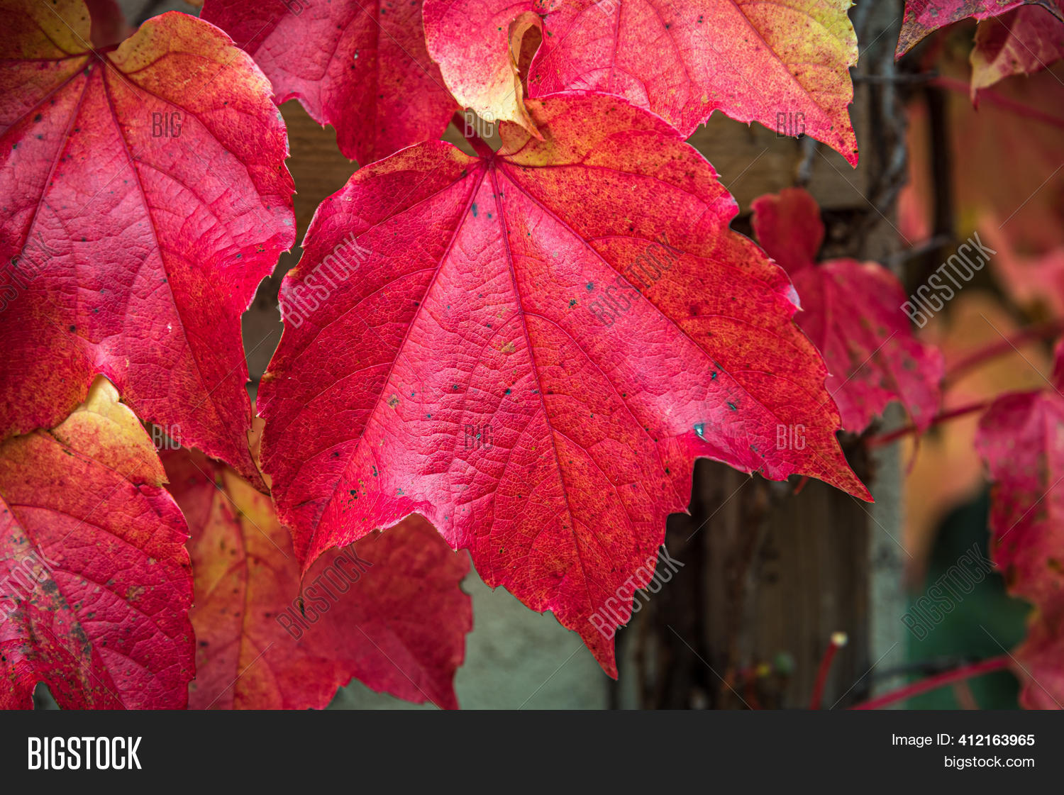 Dark Red Boston Ivy Image & Photo (Free Trial) | Bigstock