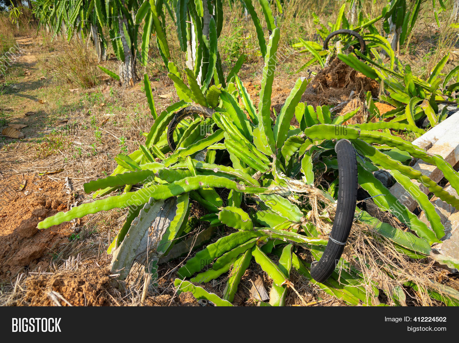 Dragon Fruit Garden Image & Photo (Free Trial) | Bigstock