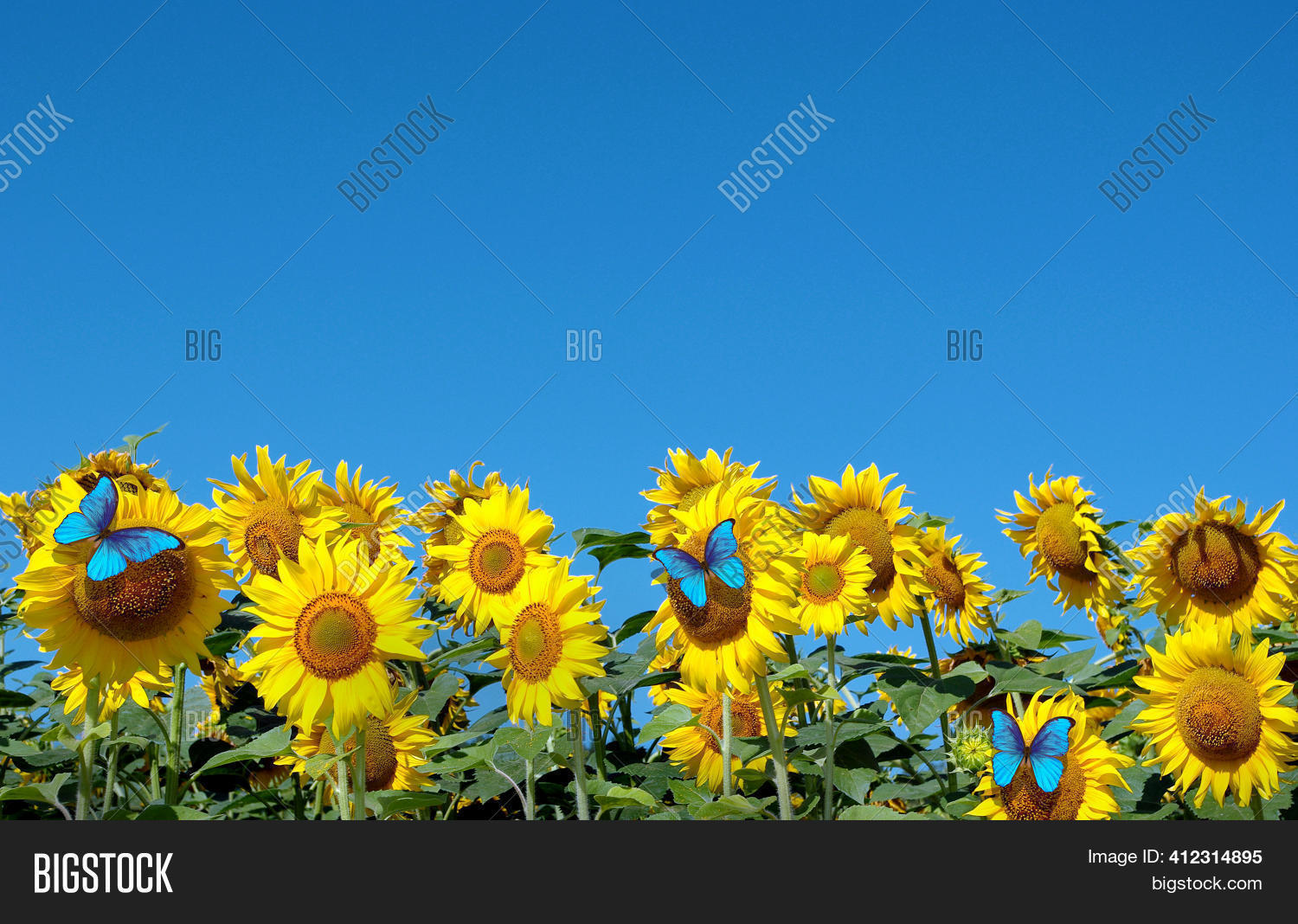 Blue Butterfly On Sunflower