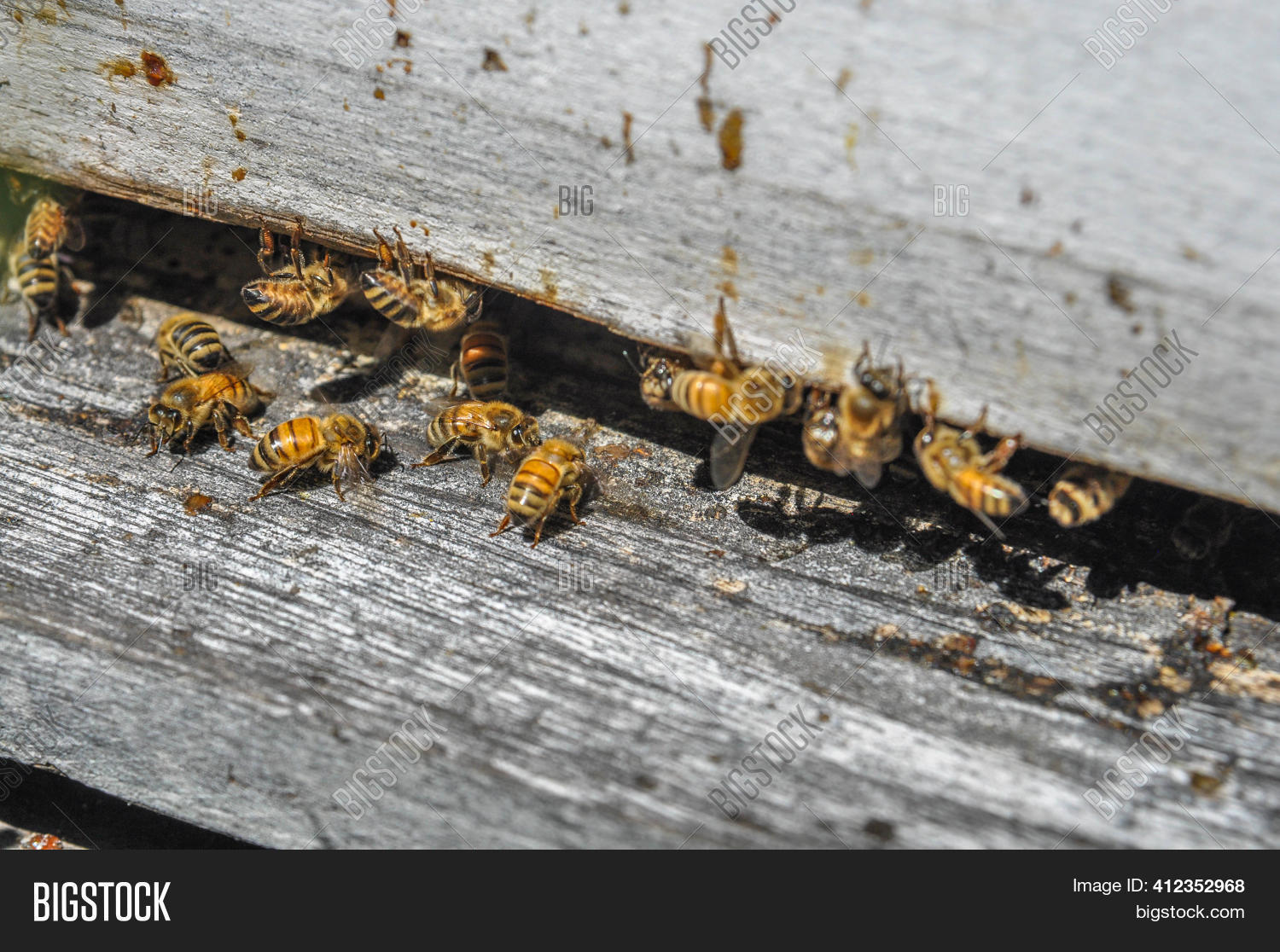 Bees Front Hive Image & Photo (Free Trial) | Bigstock