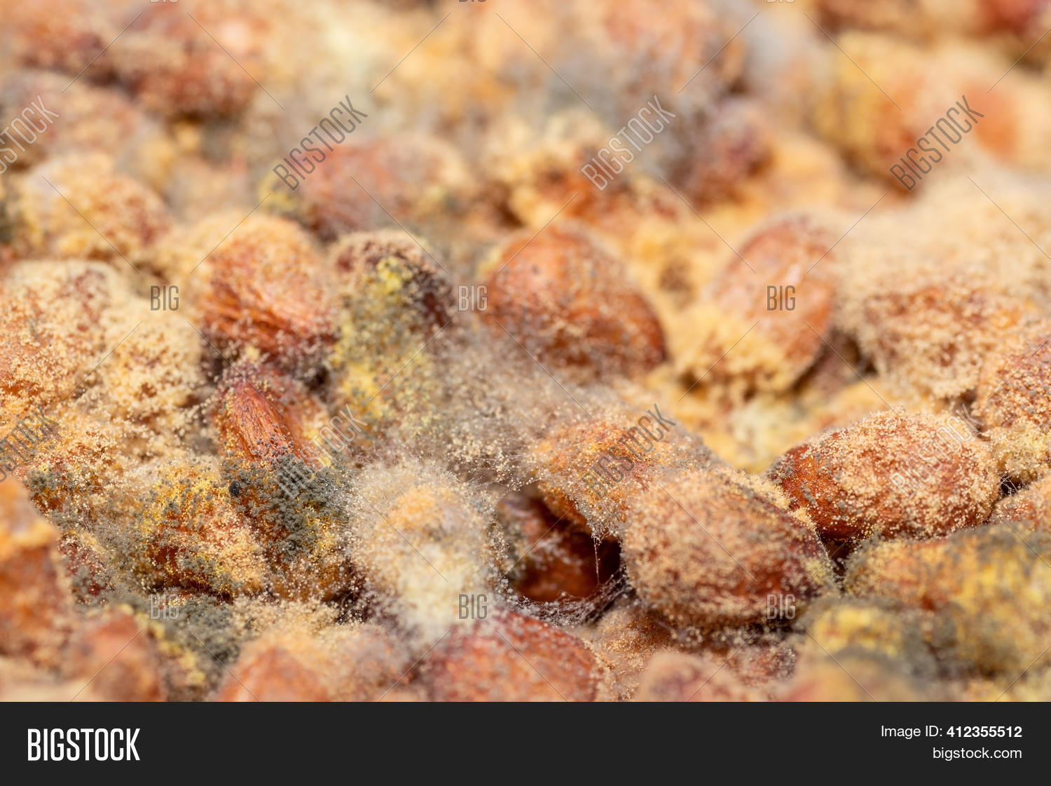 Mold On Pine Nuts. Image & Photo (Free Trial) | Bigstock