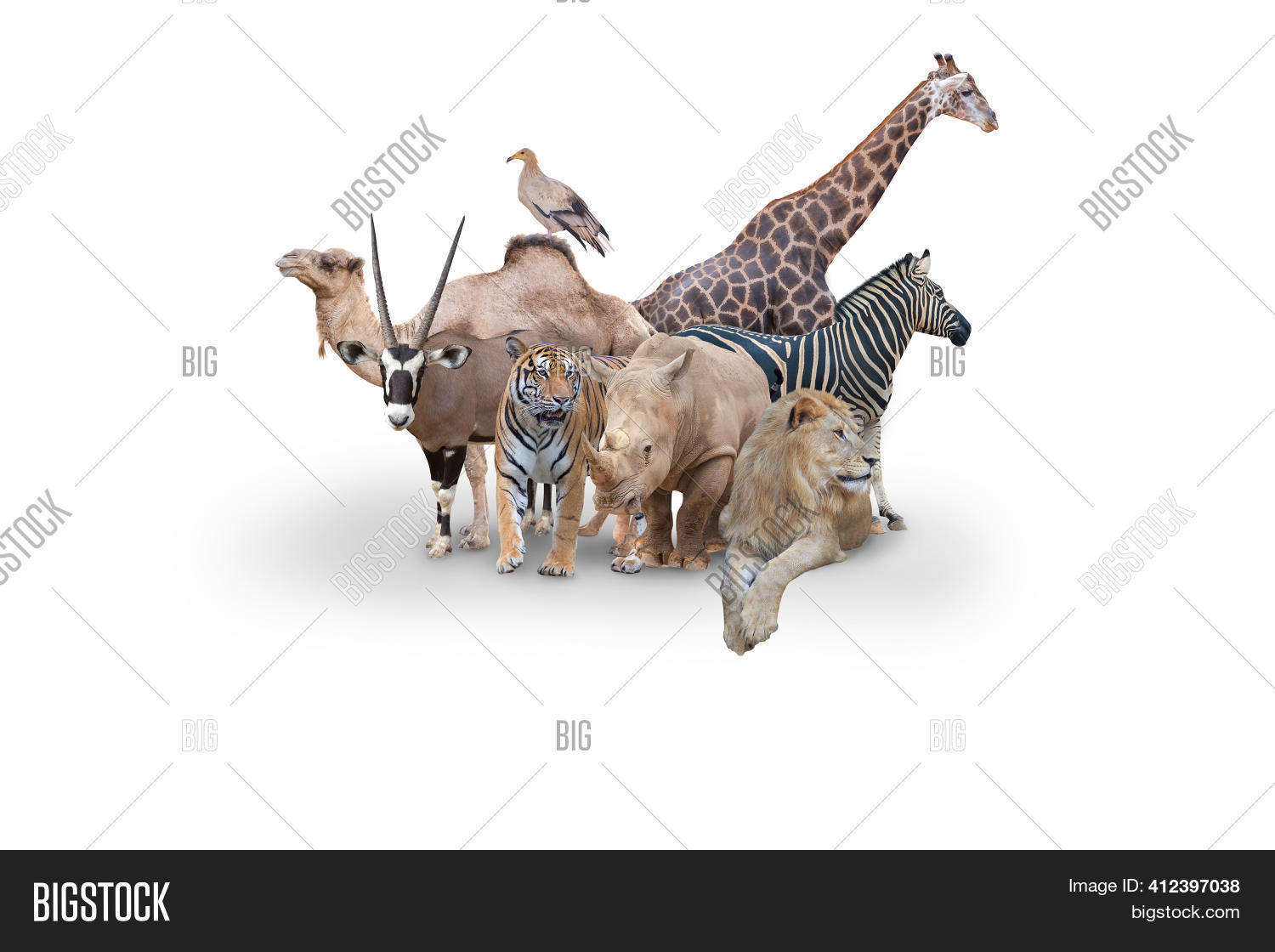 Large Group Wild Zoo Image & Photo (Free Trial) | Bigstock
