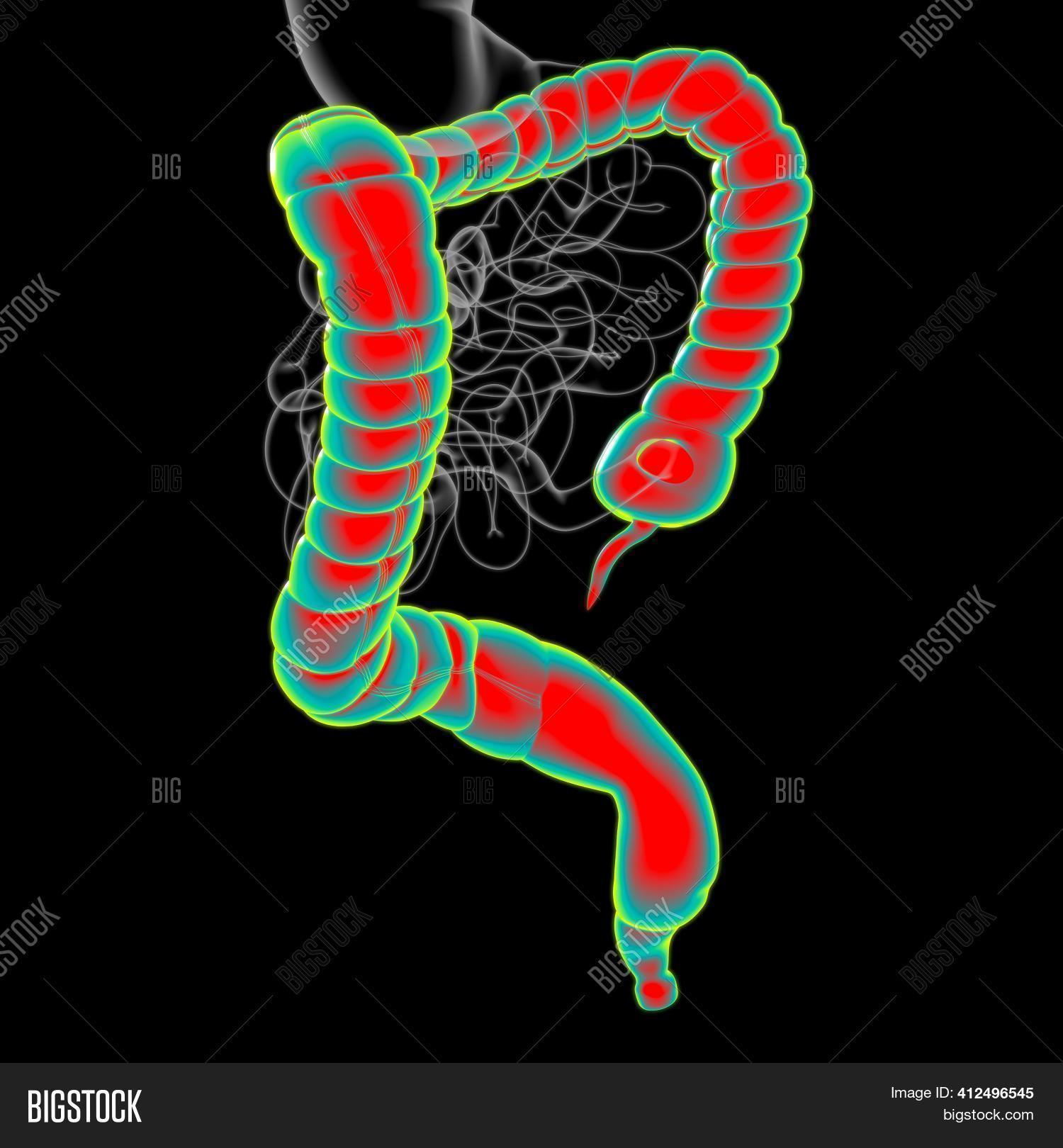 Large Intestine 3D Image & Photo (Free Trial) | Bigstock