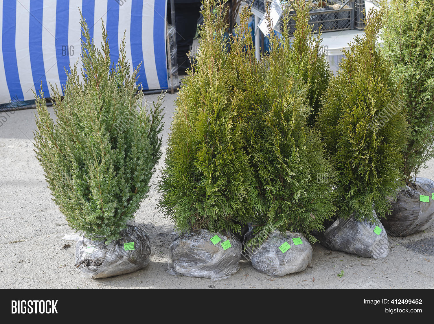 Many Thujas Tree Bare Image & Photo (Free Trial) | Bigstock