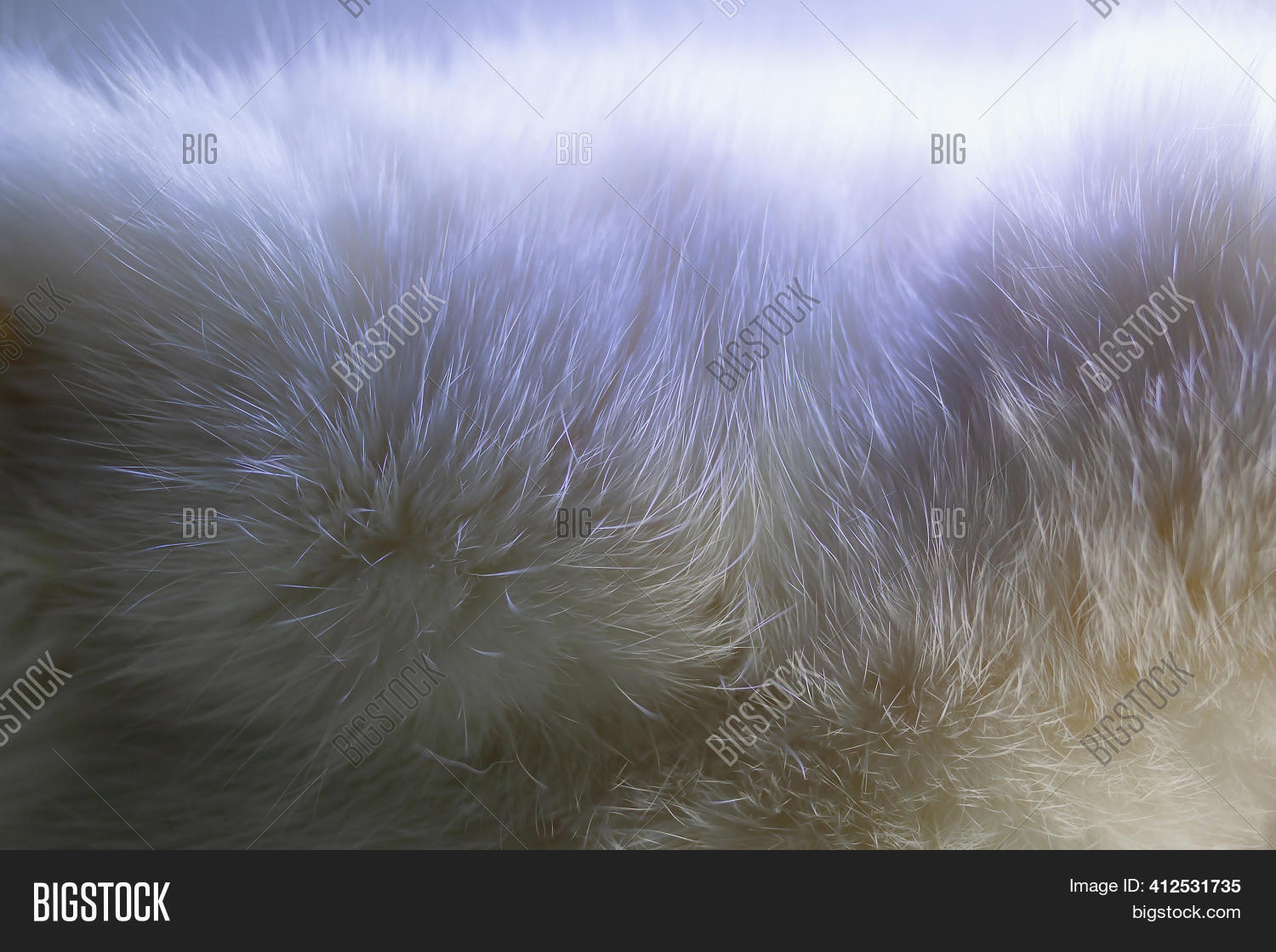 Fur Luxurious Image & Photo (Free Trial) | Bigstock