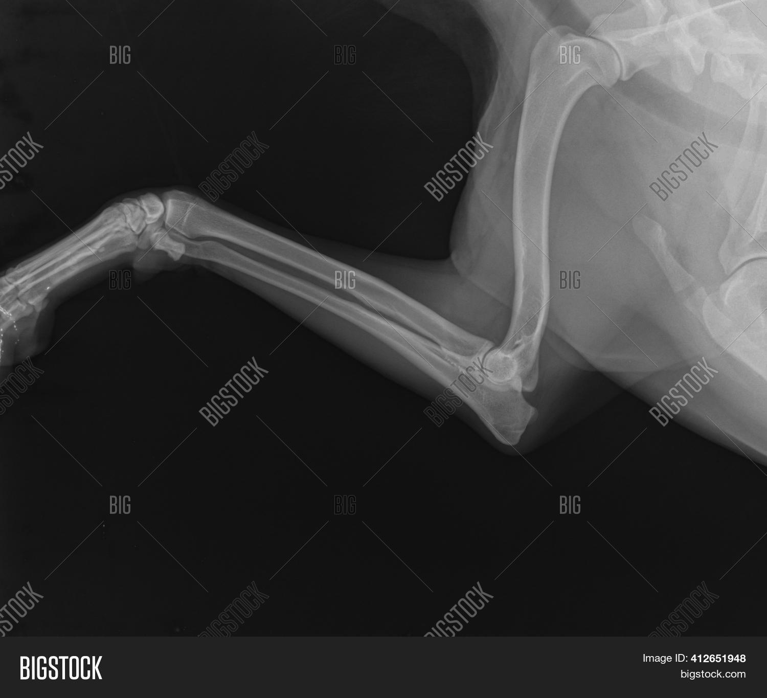 Dog X Ray. Radius Ulna Image & Photo (Free Trial) | Bigstock