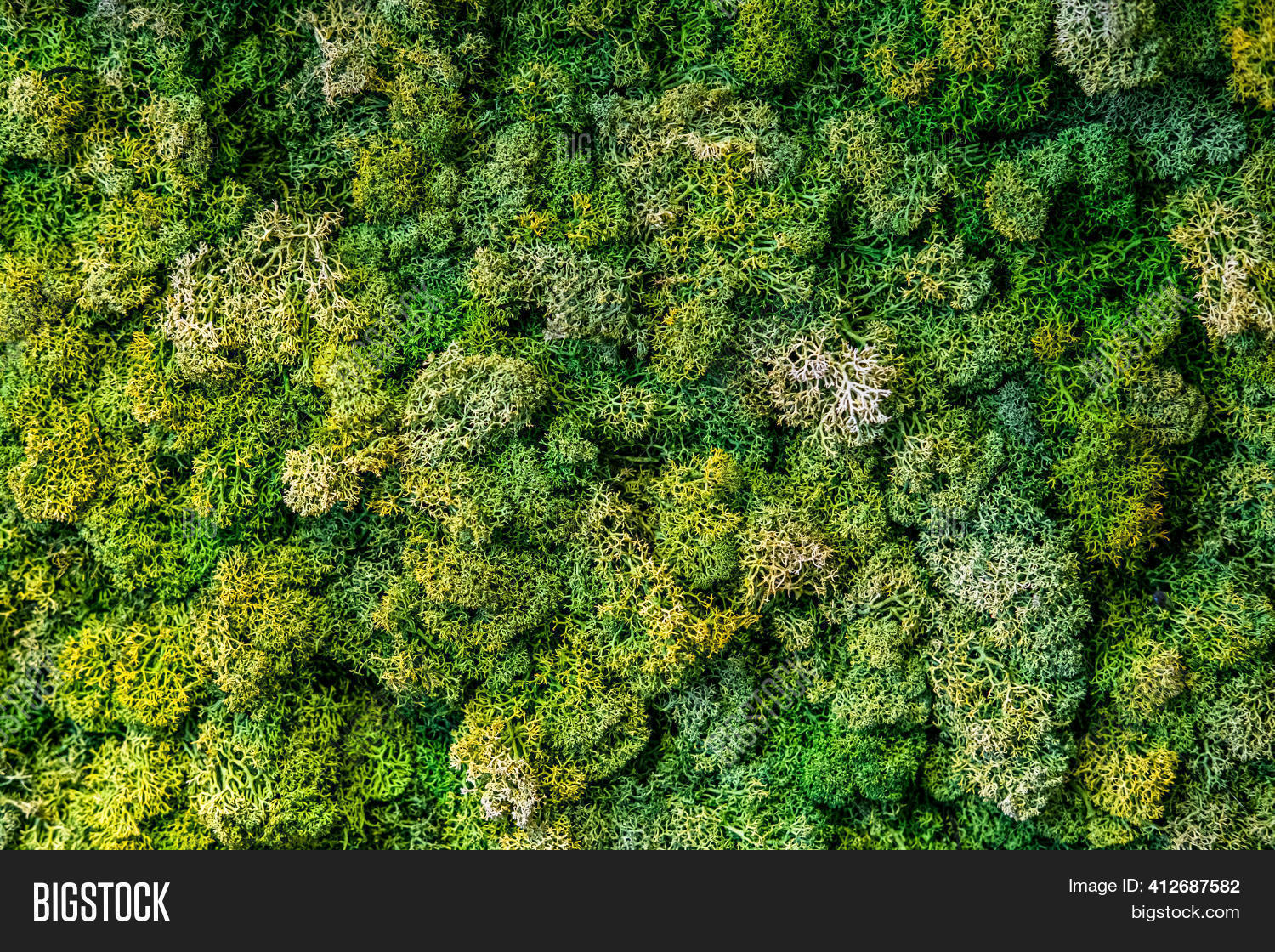 Texture Green Moss. Image & Photo (Free Trial) | Bigstock