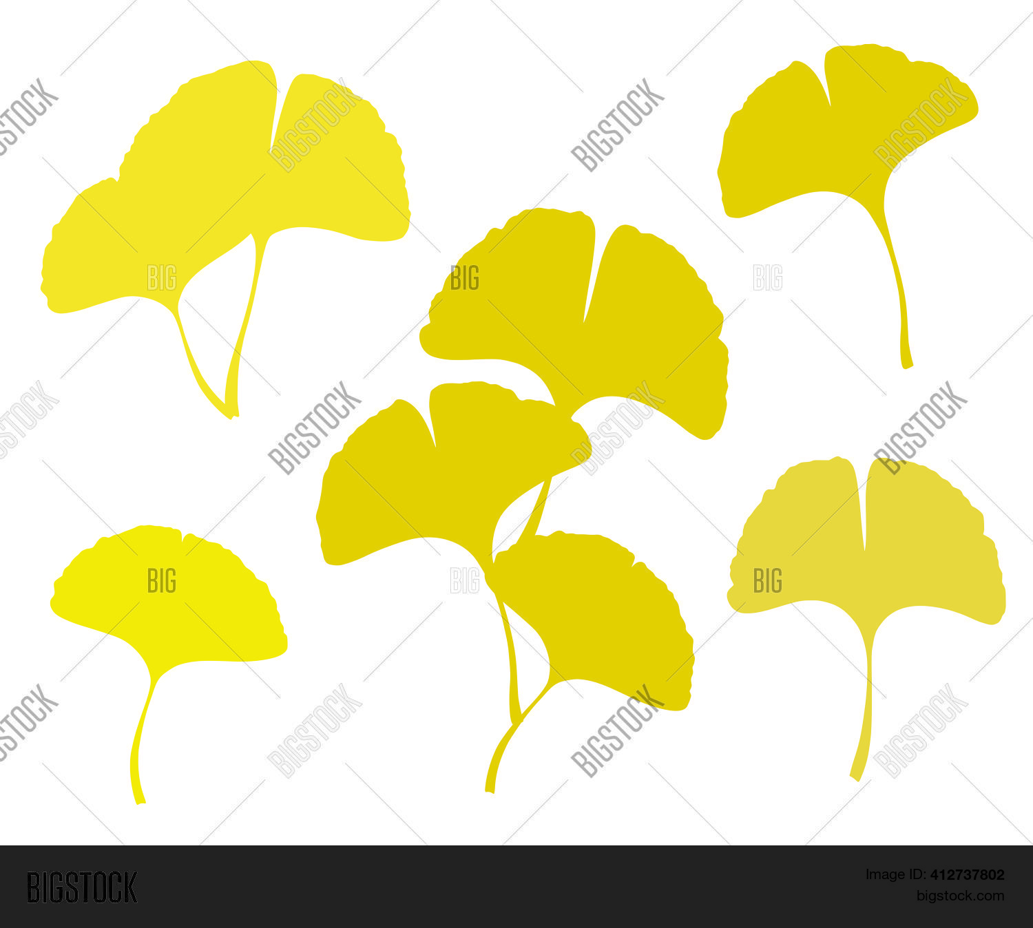 Fall Ginkgo Gingko Vector & Photo (Free Trial) | Bigstock