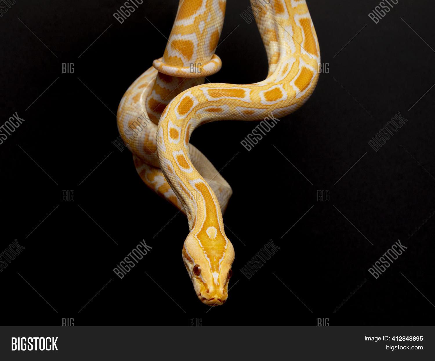 Python Molurus Image & Photo (Free Trial) | Bigstock