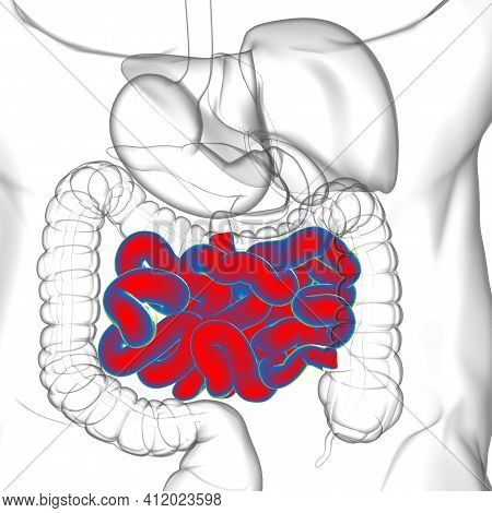 Small Intestine 3D Image & Photo (Free Trial) | Bigstock