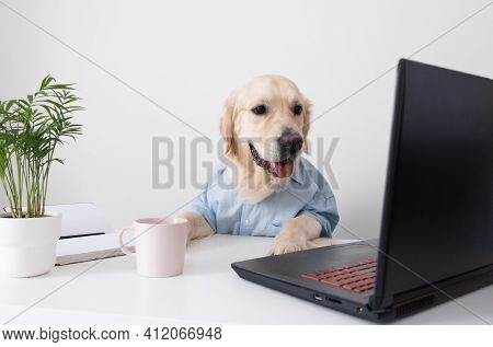 Cute Dog Looks Laptop Image & Photo (Free Trial) | Bigstock