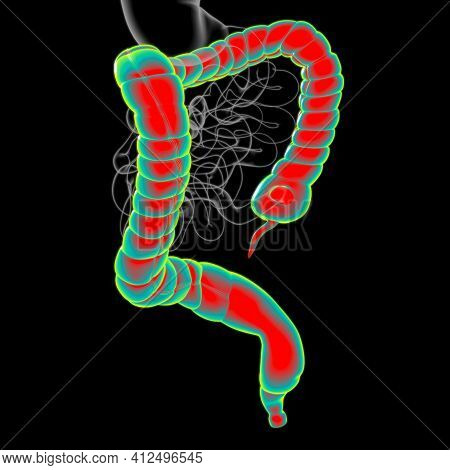 Large Intestine 3D Image & Photo (Free Trial) | Bigstock
