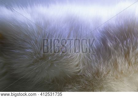 Fur Luxurious Image & Photo (Free Trial) | Bigstock