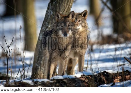 Nature Scenes With Wolves
