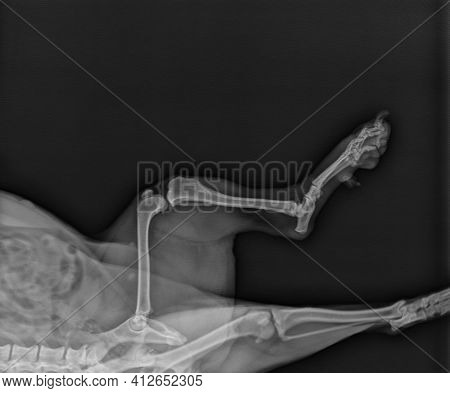 Dog X Ray Radiograph Image & Photo (Free Trial) | Bigstock