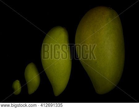 Mango Fruit Growing Image & Photo (Free Trial) | Bigstock