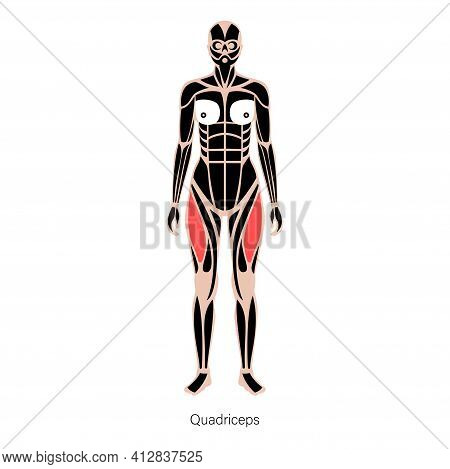 Human Muscular System Vector & Photo (Free Trial) | Bigstock