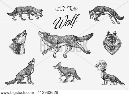 Gray Wolf Set. Gray Vector & Photo (Free Trial) | Bigstock