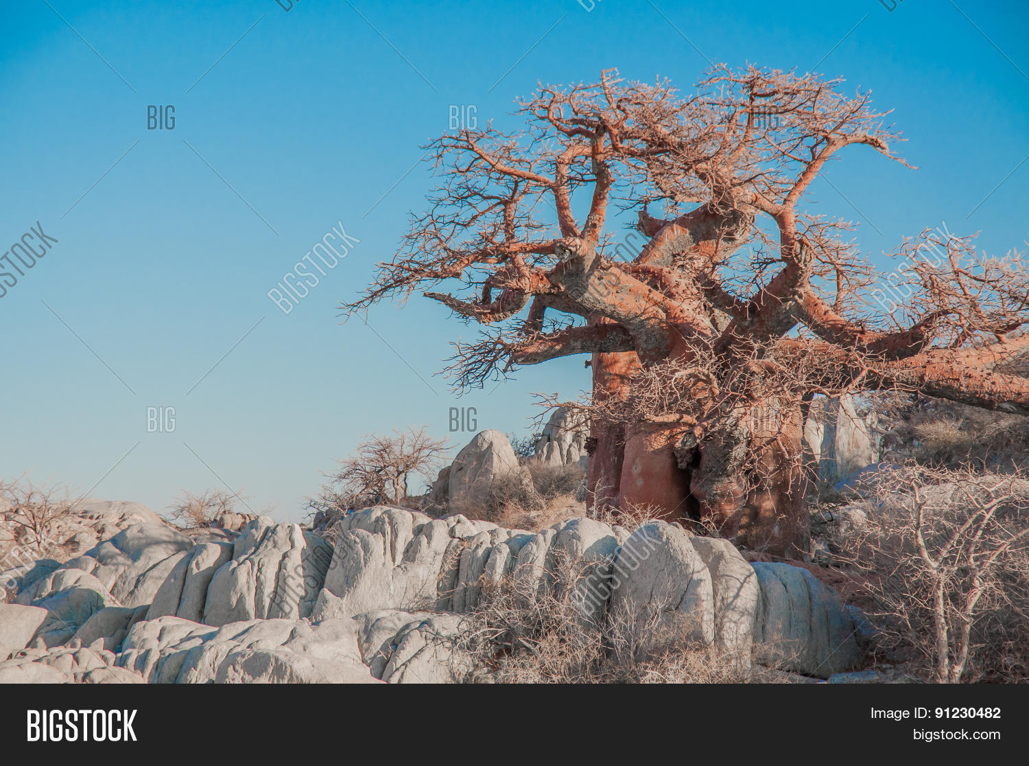 Baobab Tree Between Image & Photo (Free Trial) | Bigstock