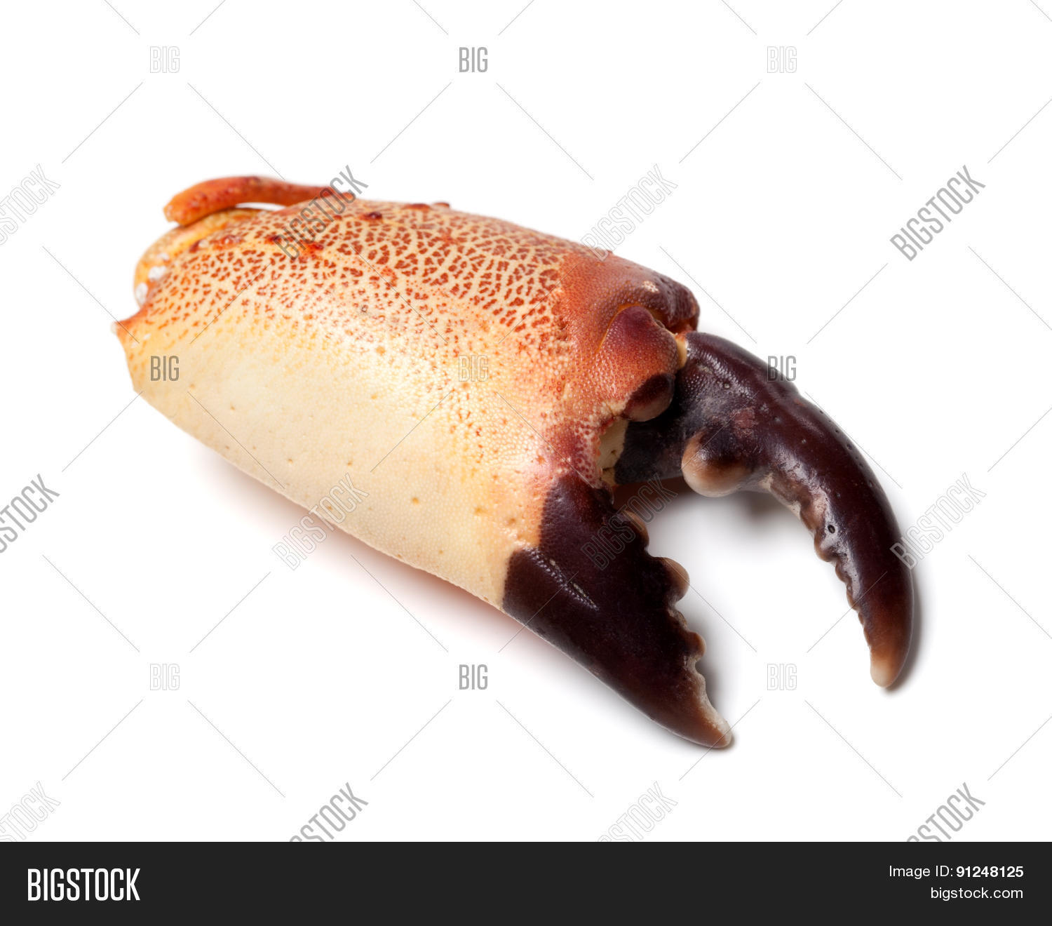 Boiled Chela Crab Image & Photo (Free Trial) | Bigstock