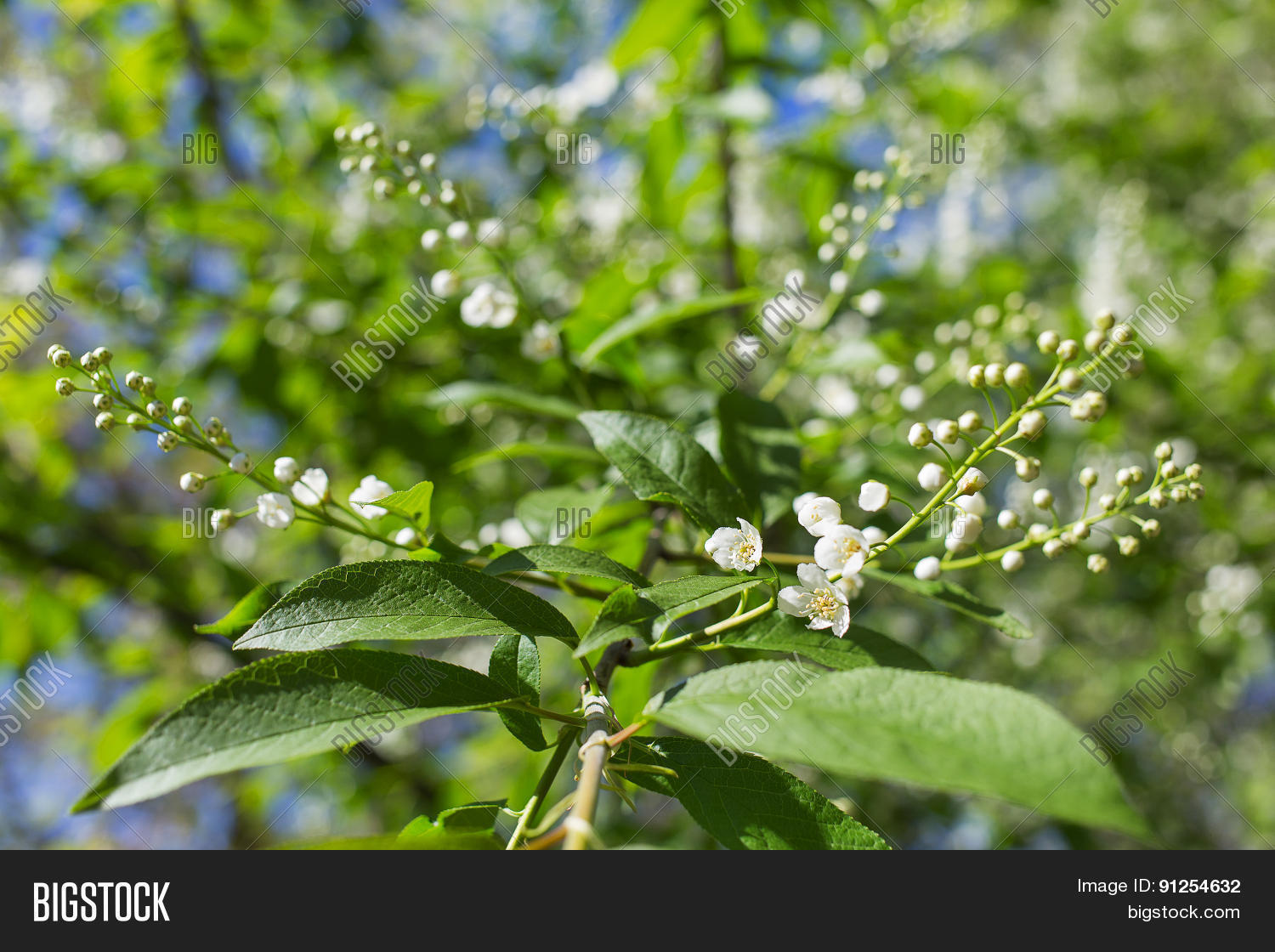 Branch Bird Cherry Image & Photo (Free Trial) | Bigstock