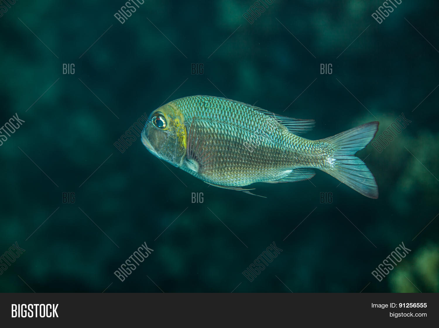 Monotaxis Grandoculis Image & Photo (Free Trial) | Bigstock