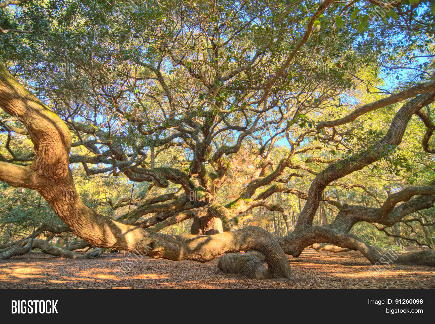 Angel Oak Image & Photo (Free Trial) | Bigstock