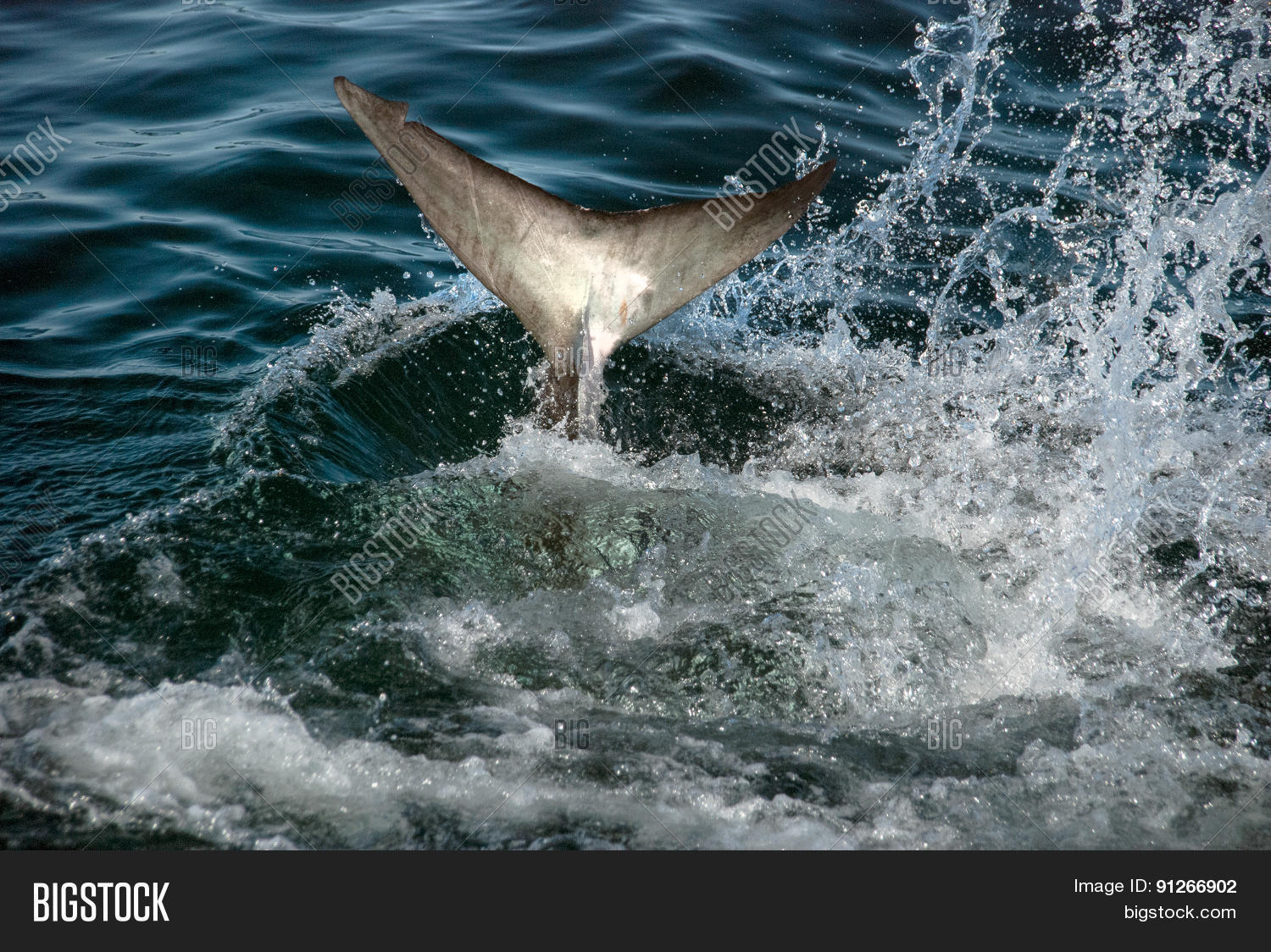 Great White Shark Tail Image & Photo (Free Trial) | Bigstock