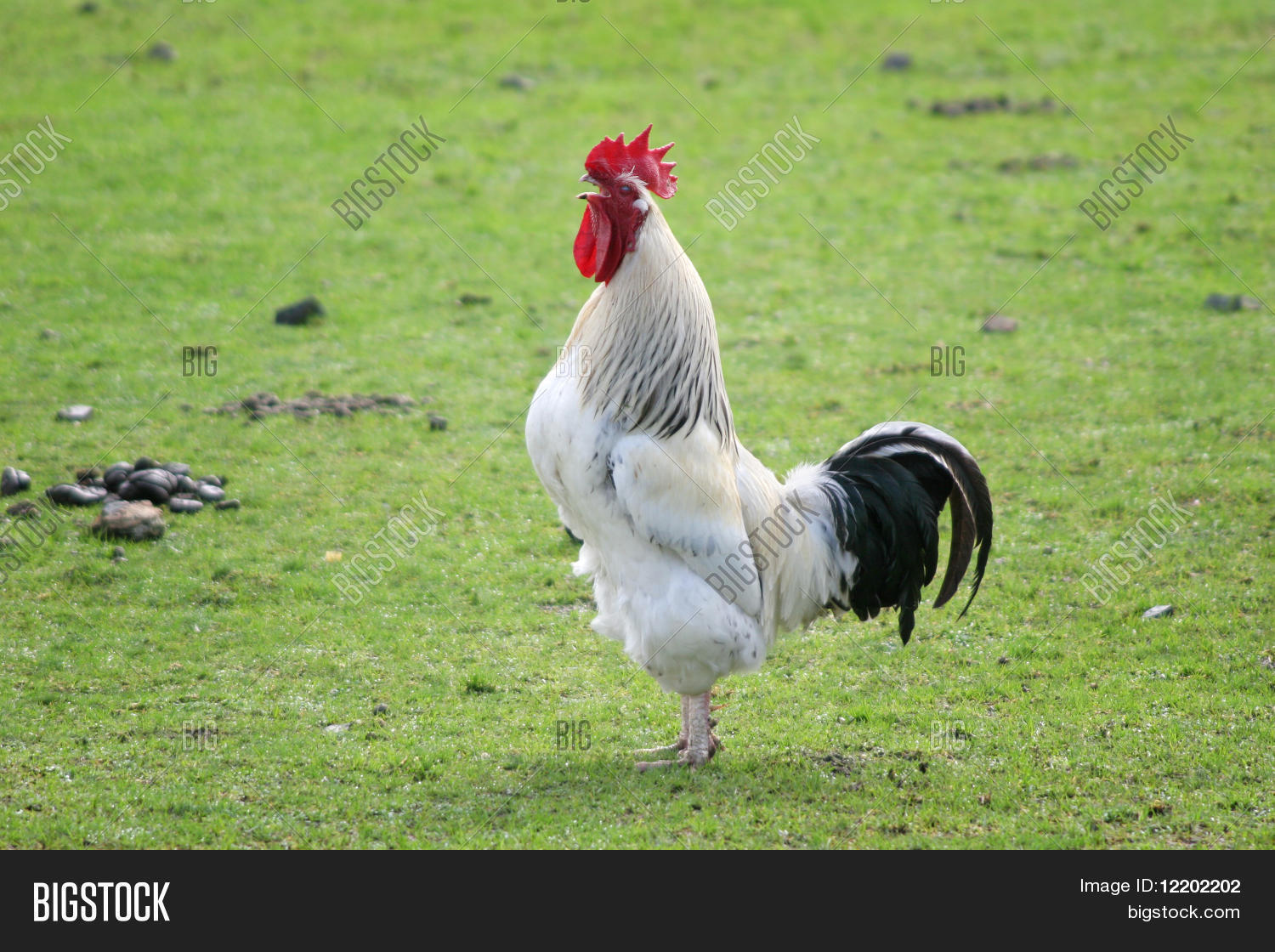 White Rooster Crowing Image & Photo (Free Trial) | Bigstock