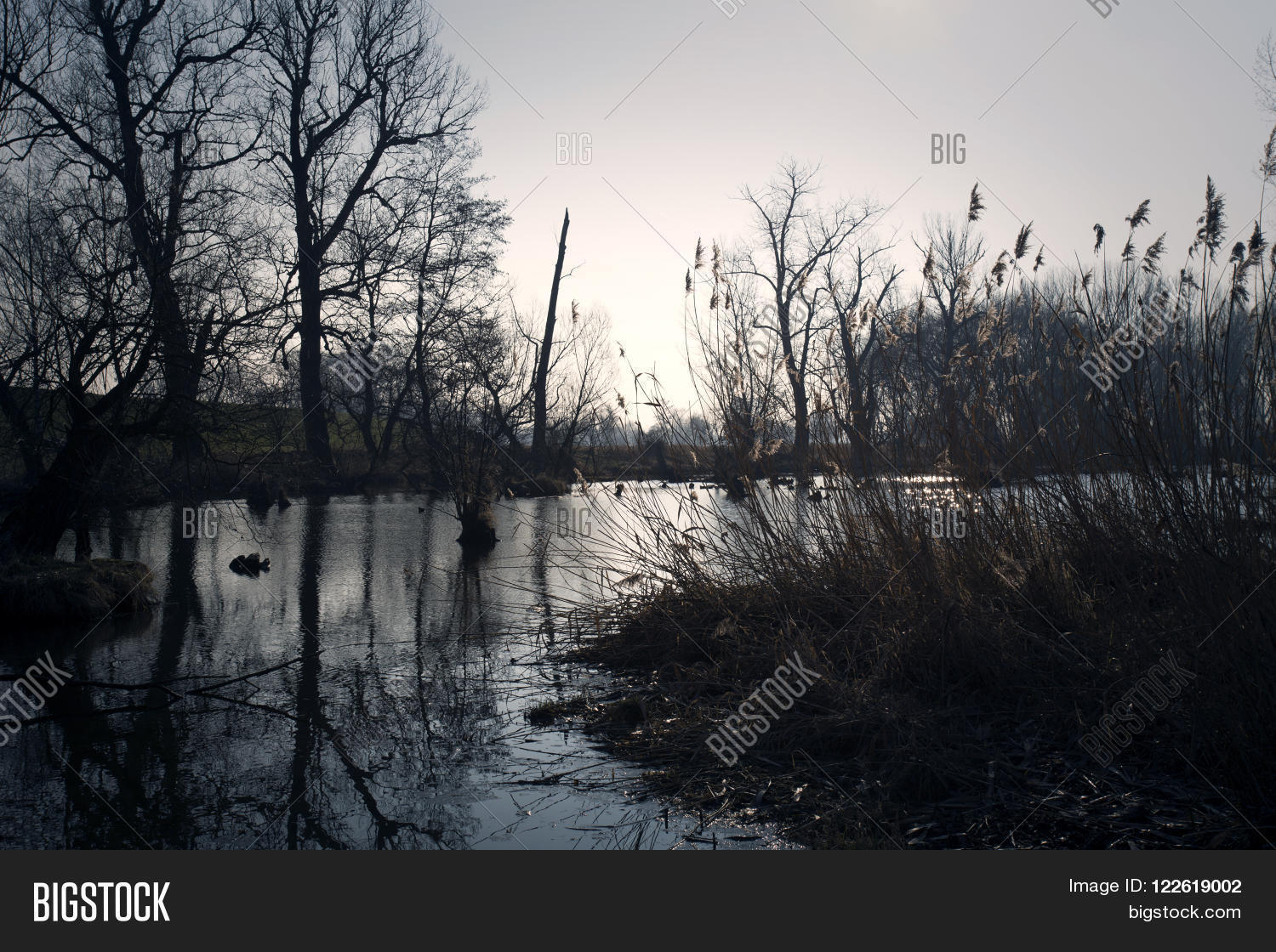 Swamps Autumn. Cool Image & Photo (Free Trial) | Bigstock