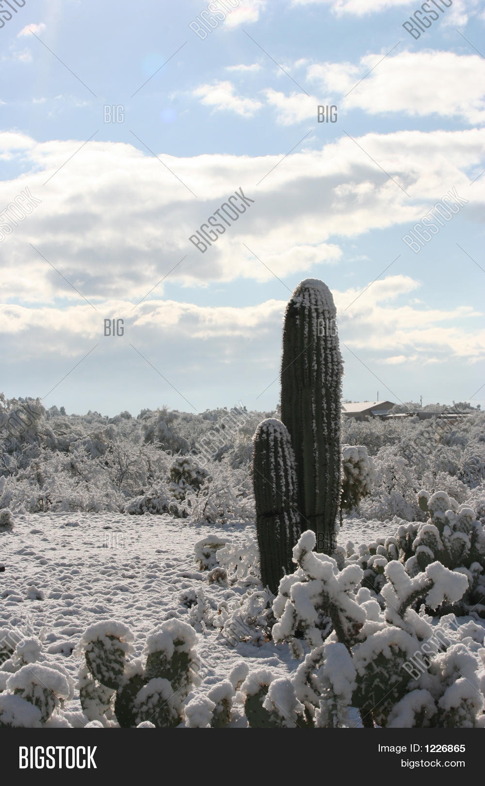 Snow Saguaro Image & Photo (Free Trial) | Bigstock