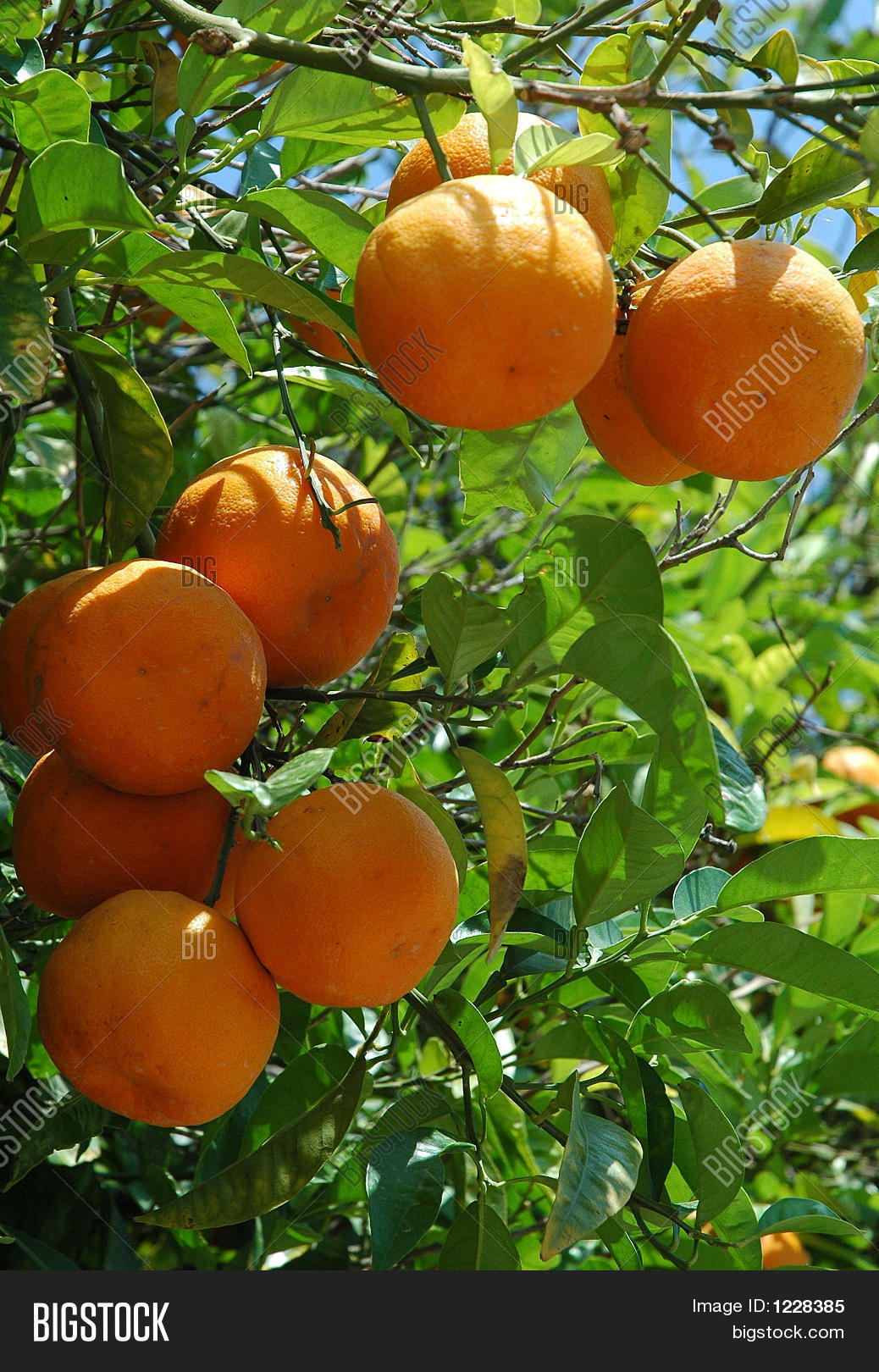 Orange Tree Image & Photo (Free Trial) | Bigstock