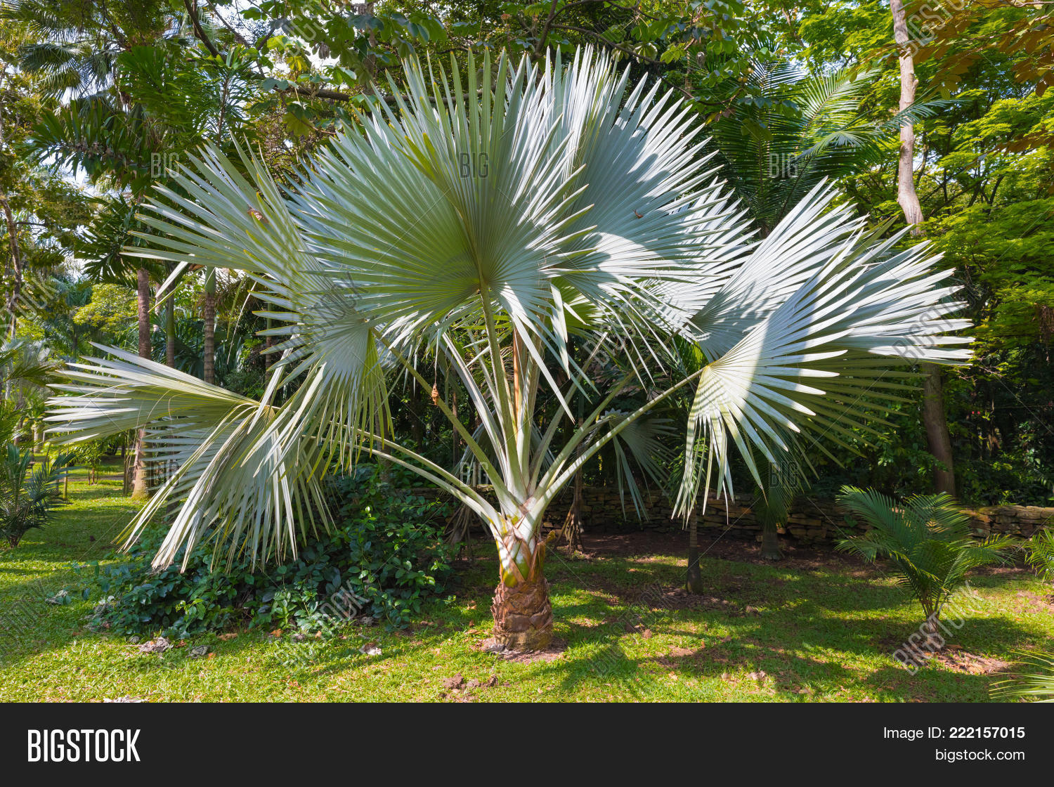 Palms Trachycarpus Image & Photo (Free Trial) | Bigstock