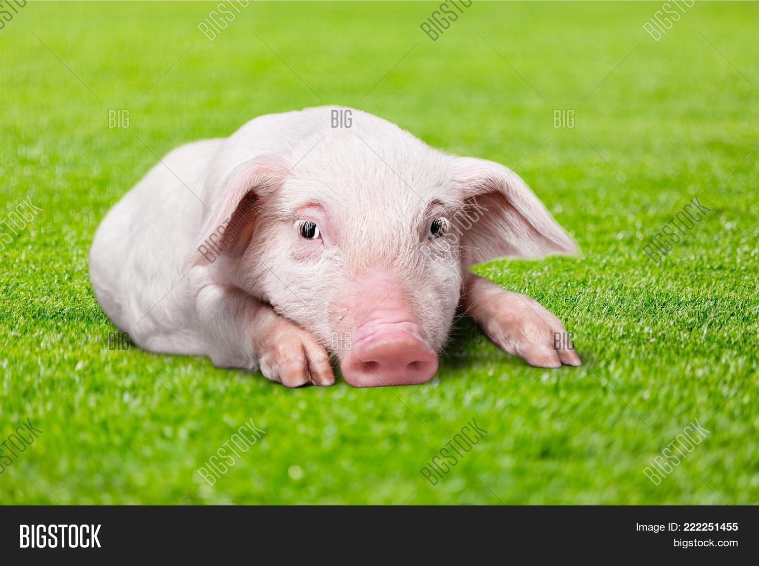 Little Pink Pig Piggy Image & Photo (Free Trial) | Bigstock