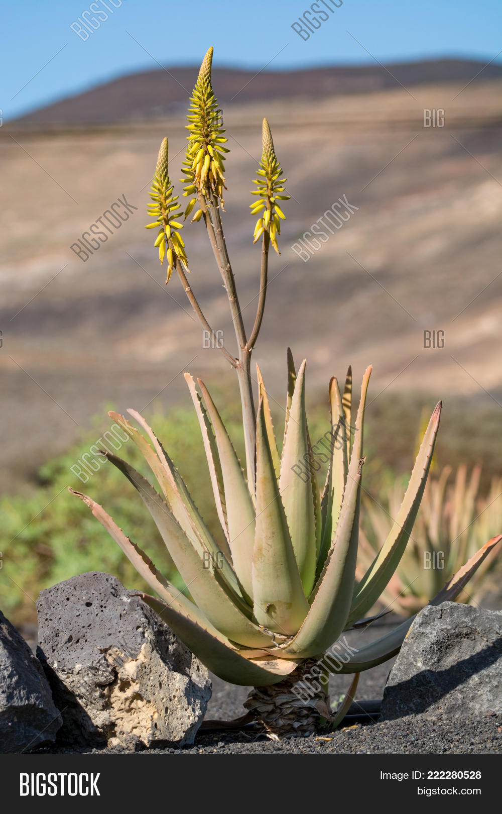 Aloe Vera Plantation, Image & Photo (Free Trial) | Bigstock