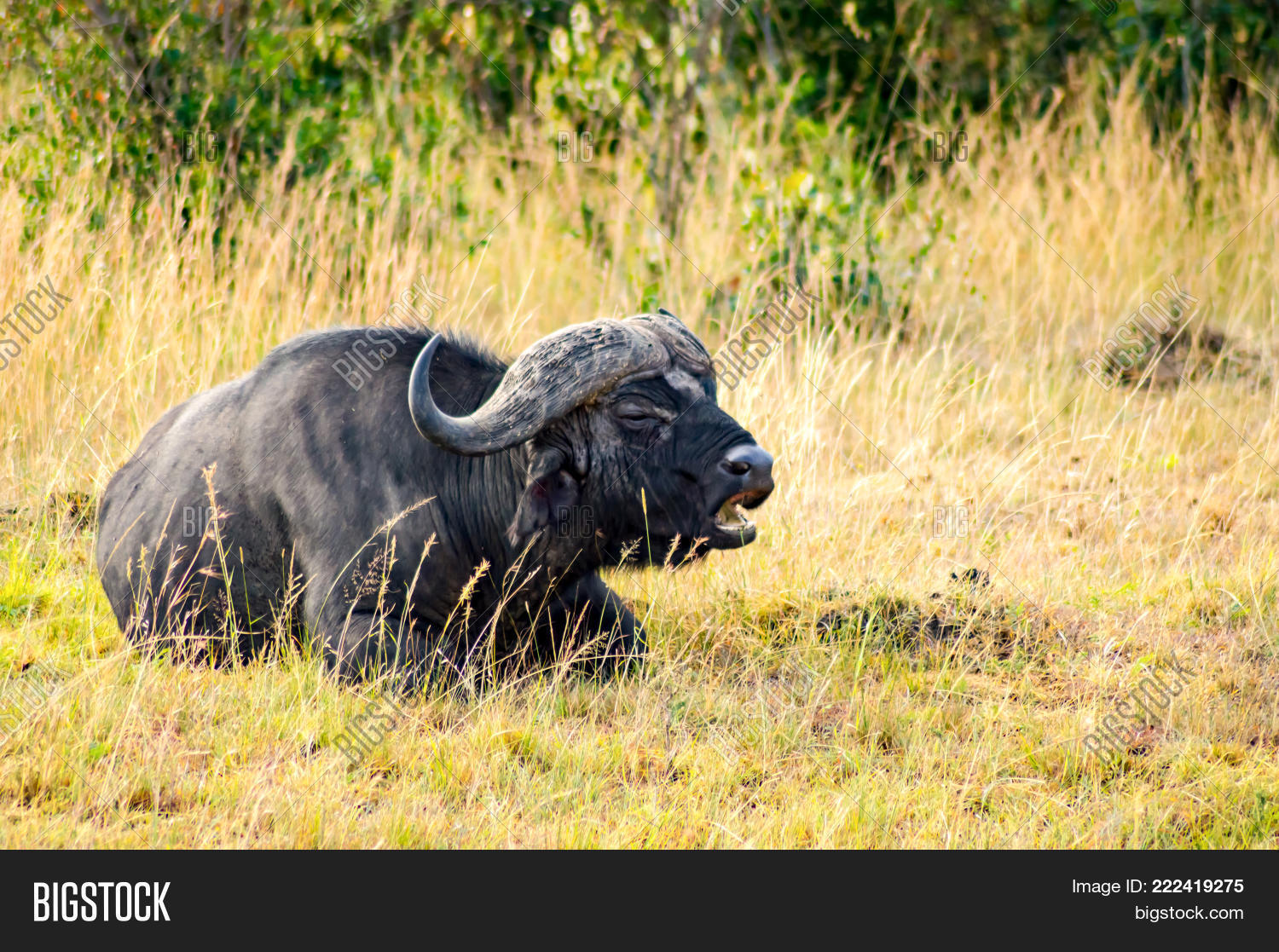 Isolated Buffalo Image & Photo (Free Trial) | Bigstock