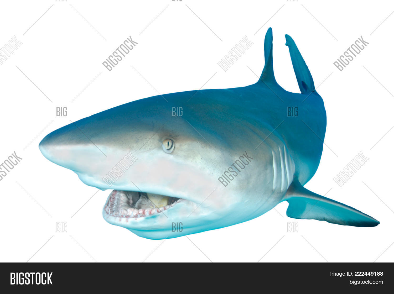 Shark Bite. Shark Image & Photo (Free Trial) | Bigstock