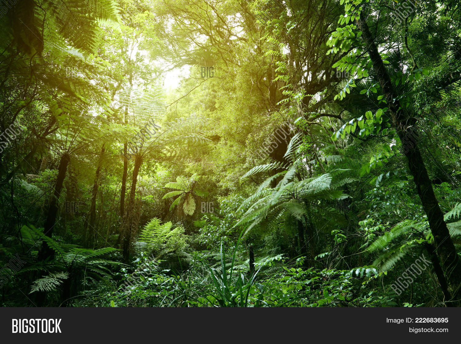 Lush Green Foliage Image & Photo (Free Trial) | Bigstock