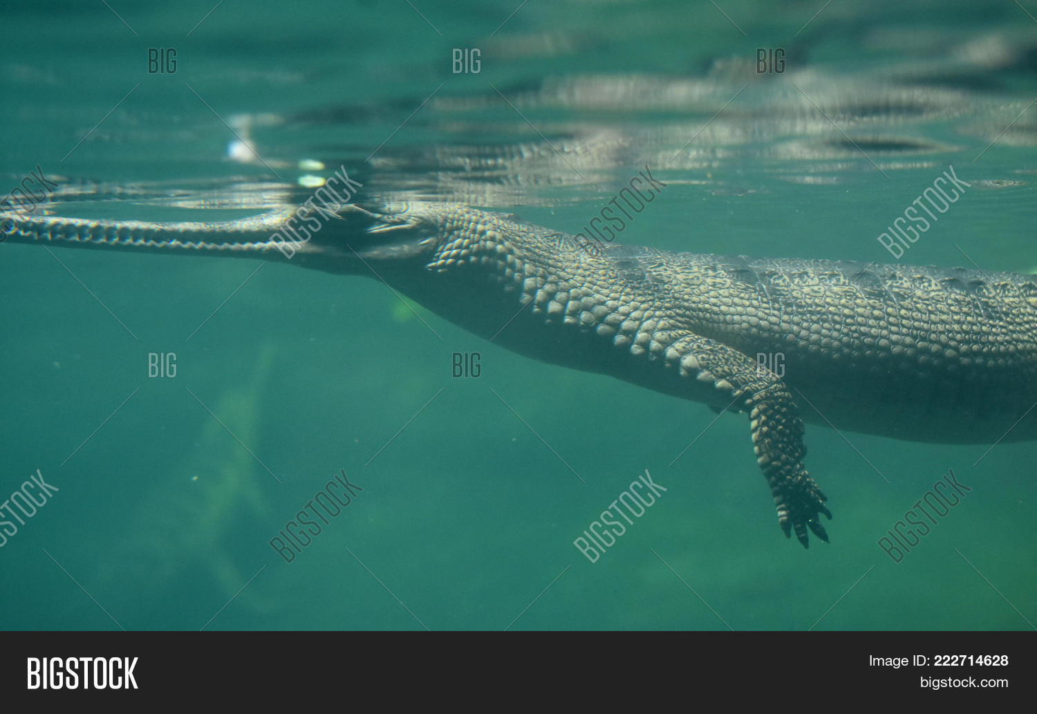 Gharial Crocodiles Image & Photo (Free Trial) | Bigstock