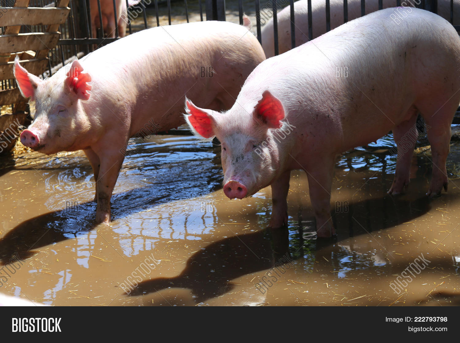 Group Domestic Pink Image & Photo (Free Trial) | Bigstock