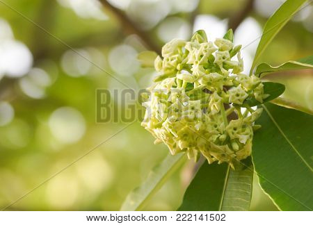 Devil Tree Flower ( Image & Photo (Free Trial) | Bigstock
