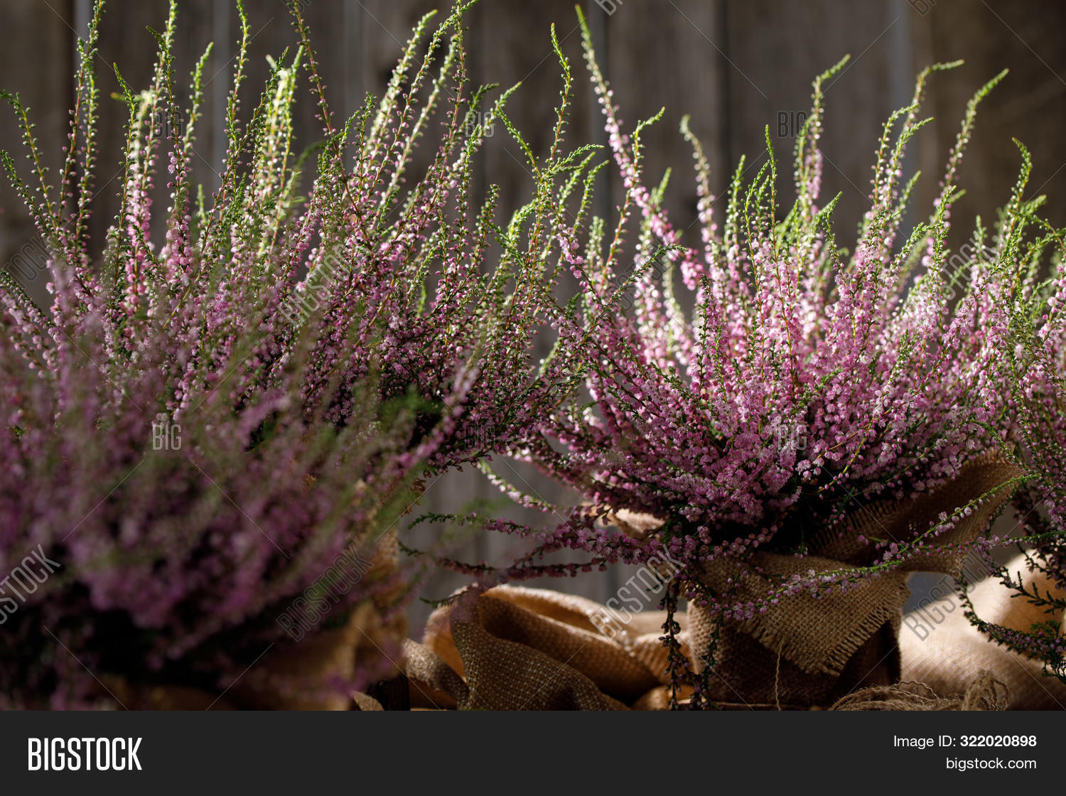Forest Heather Close Image & Photo (Free Trial) | Bigstock