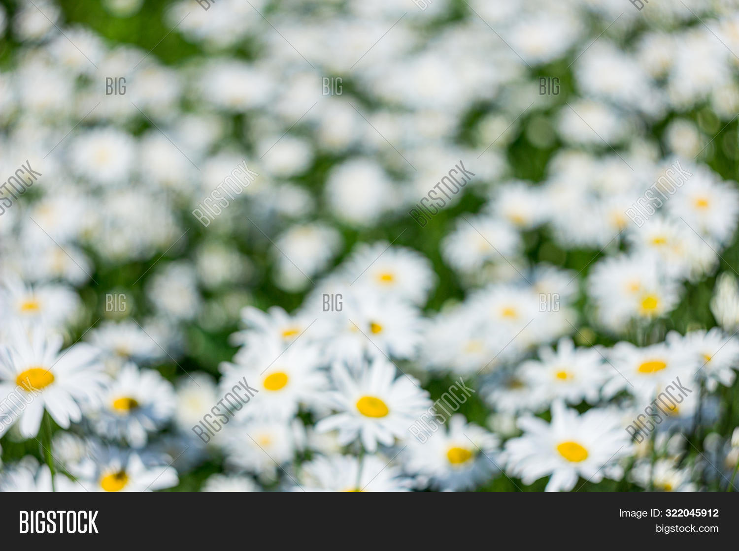 Chamomile Flower Field Image & Photo (Free Trial) | Bigstock